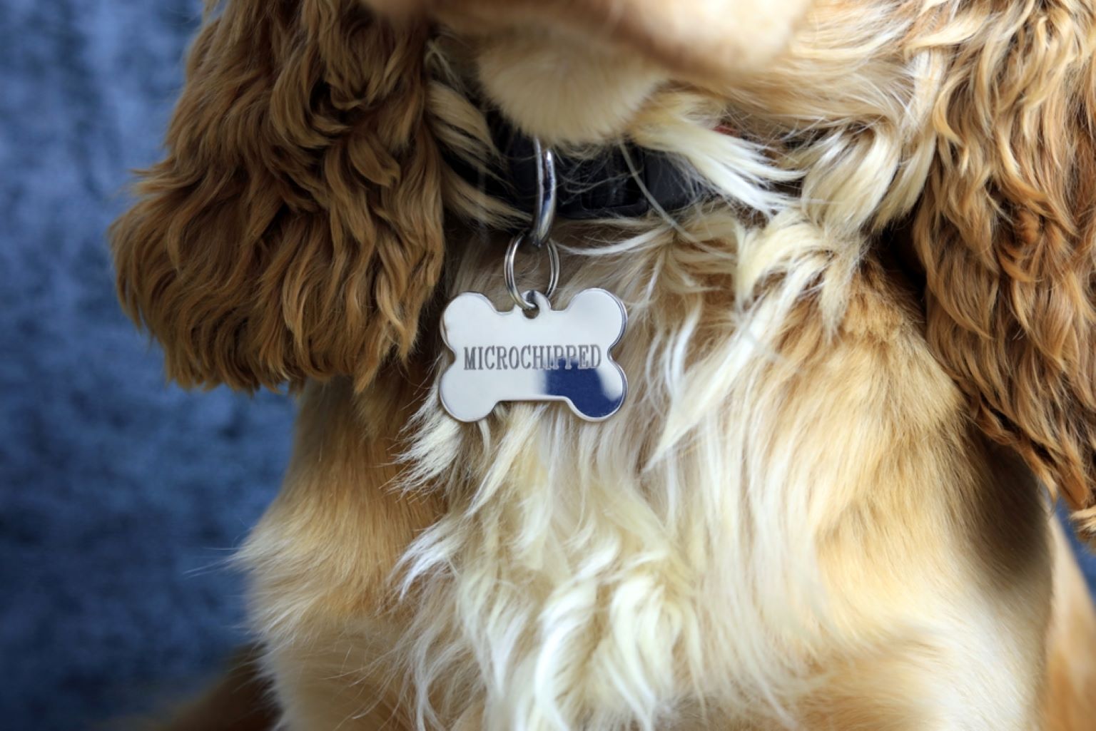 The Importance of Pet Microchipping for Safety & Identification